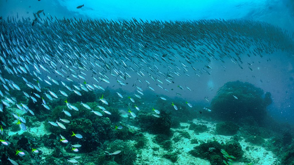 Marine Sustainability – OceanBlocks – ESG and ESV Sustainability ...