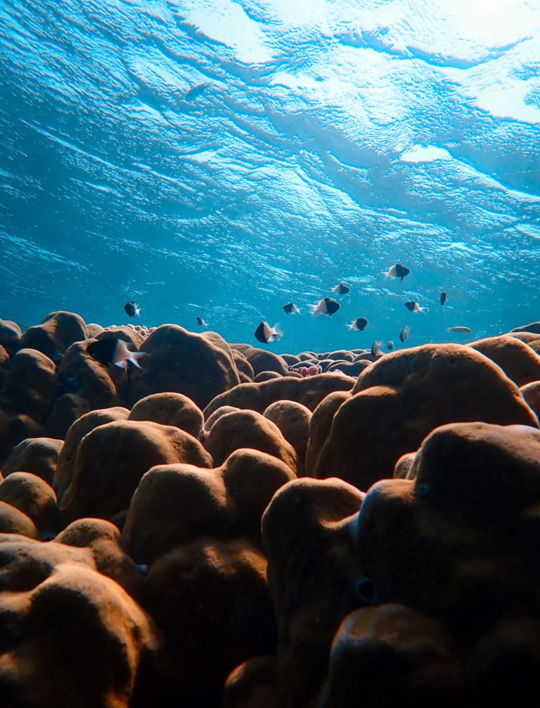 About – OceanBlocks – ESG and ESV Sustainability Initiatives